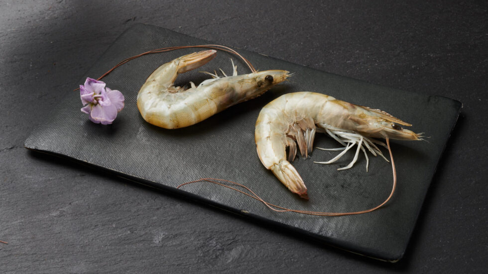 Raw Head On Shell On - Blue Sea